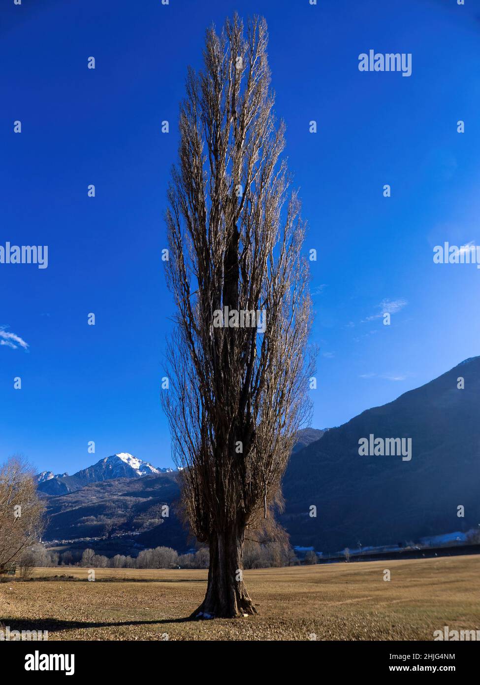 trees with blue sky in the background Stock Photo - Alamy