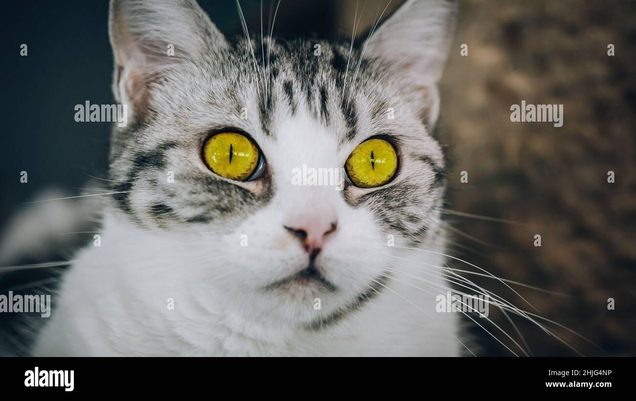 Portrait of the striped cat with beautiful amber eyes. Macro ...