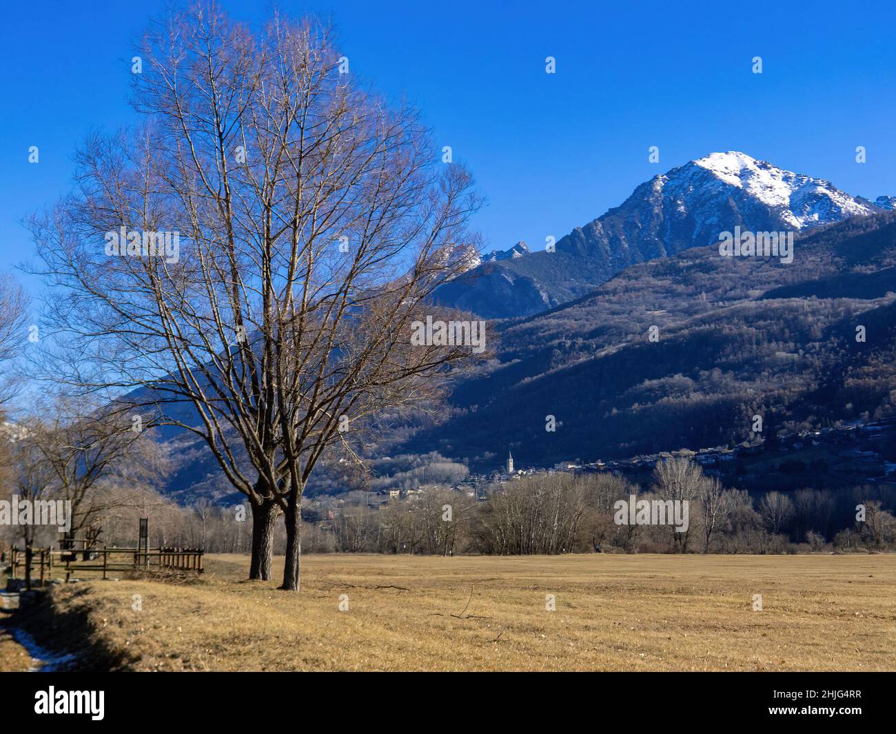 trees with blue sky in the background Stock Photo - Alamy