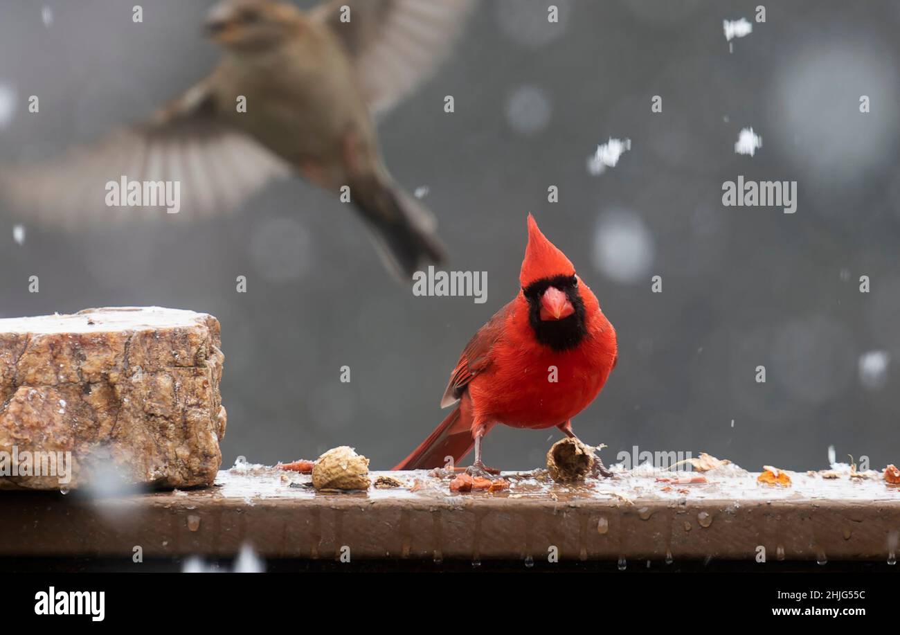 Northern cardinal in flight hi-res stock photography and images - Alamy