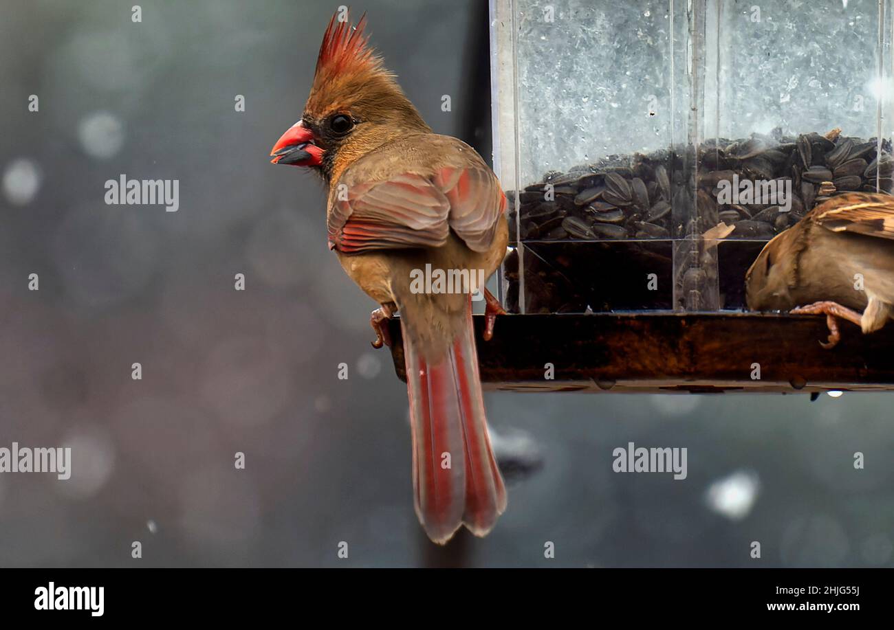 Bright red Northern Cardinal in the snow Stock Photo - Alamy