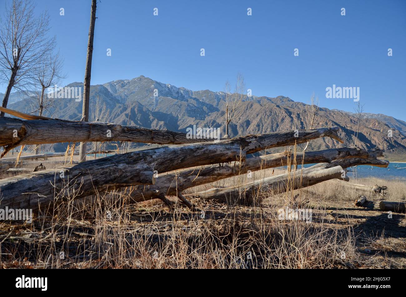 Beautiful dry old forest landscape environment in Argentina Stock Photo ...