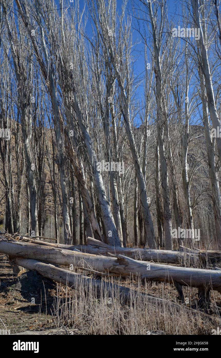 Beautiful dry old forest landscape environment in Argentina Stock Photo ...