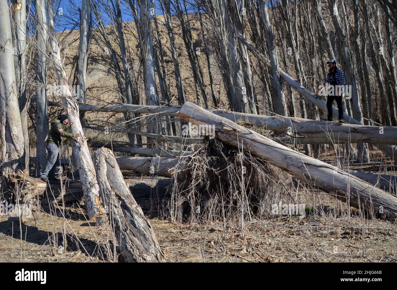 Beautiful dry old forest landscape environment in Argentina Stock Photo ...