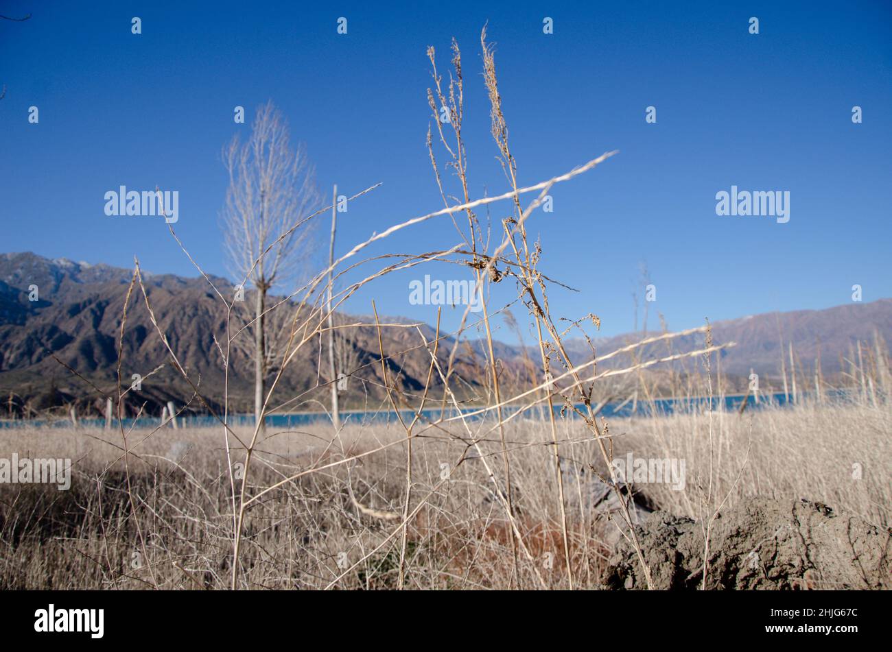 Beautiful dry old forest landscape environment in Argentina Stock Photo ...