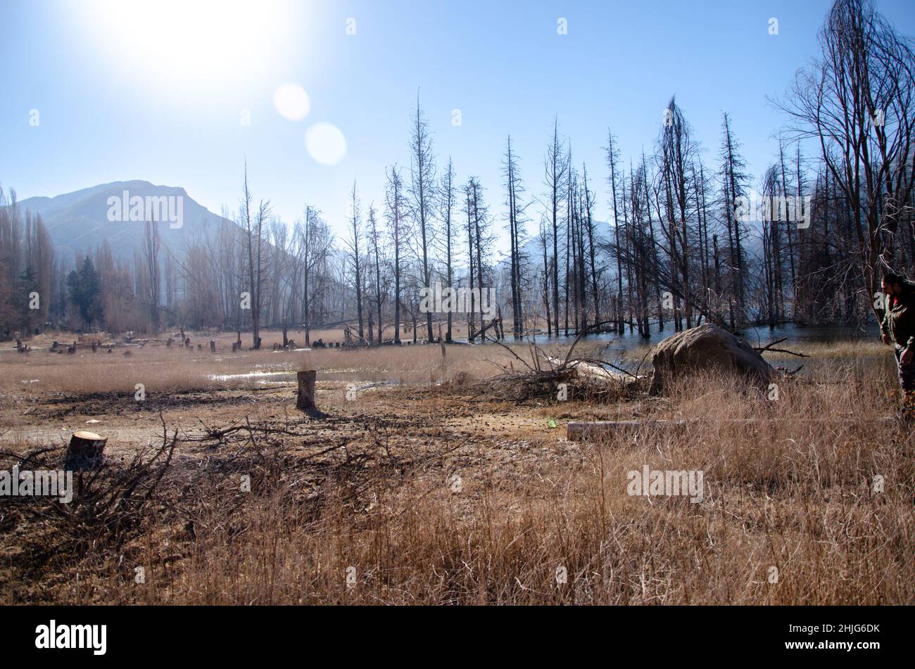 Beautiful dry old forest landscape environment in Argentina Stock Photo ...