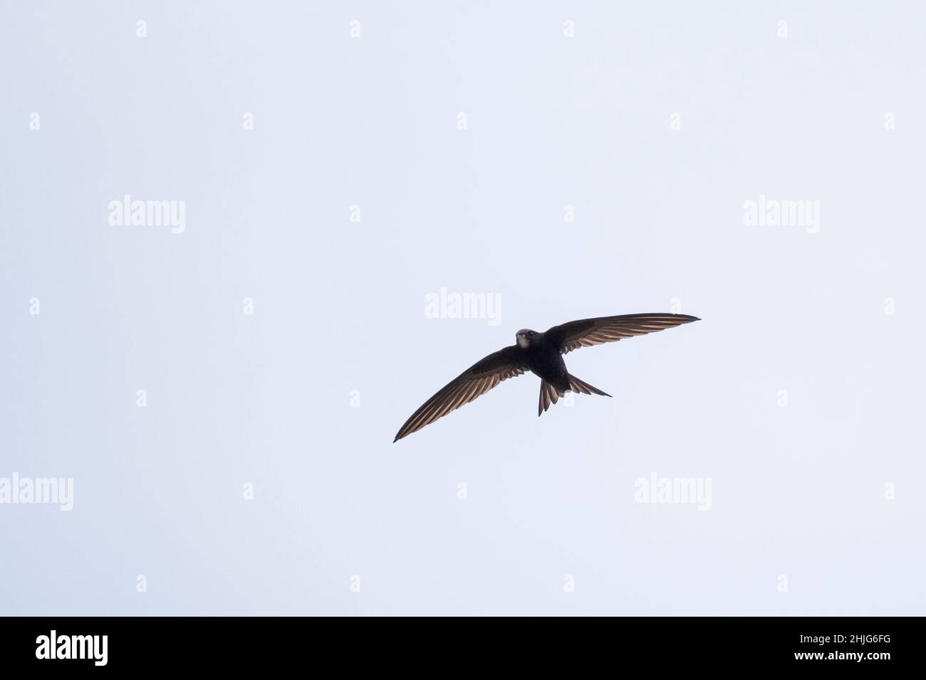 Common Swift (Apus apus) in flight. Barcelona. Catalonia. Spain Stock ...