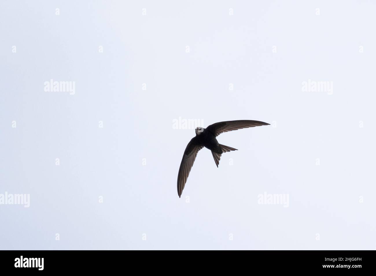 Common Swift (Apus apus) in flight. Barcelona. Catalonia. Spain Stock ...