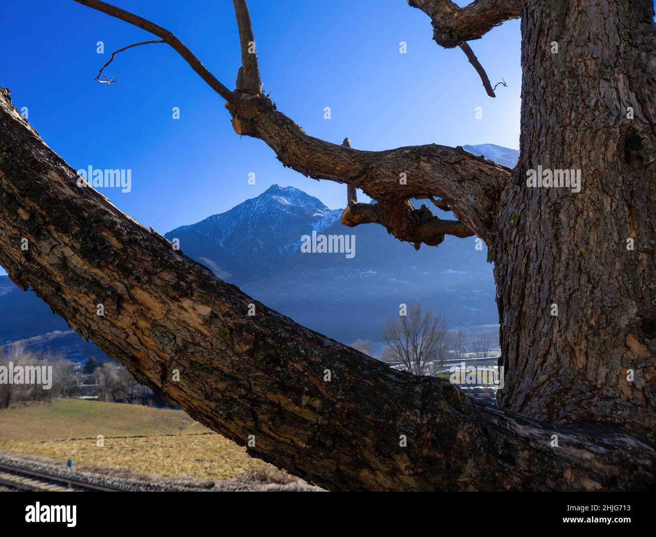 landscape through the branches of a tree that frame Stock Photo - Alamy