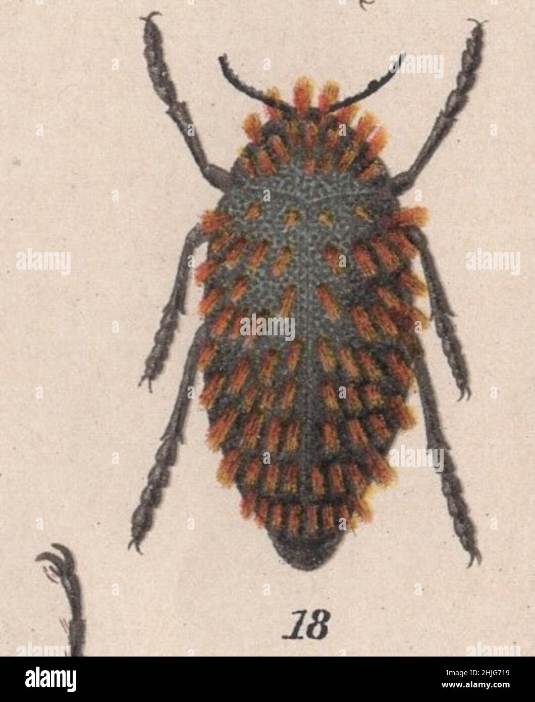 Julodis rubrohirta hi-res stock photography and images - Alamy