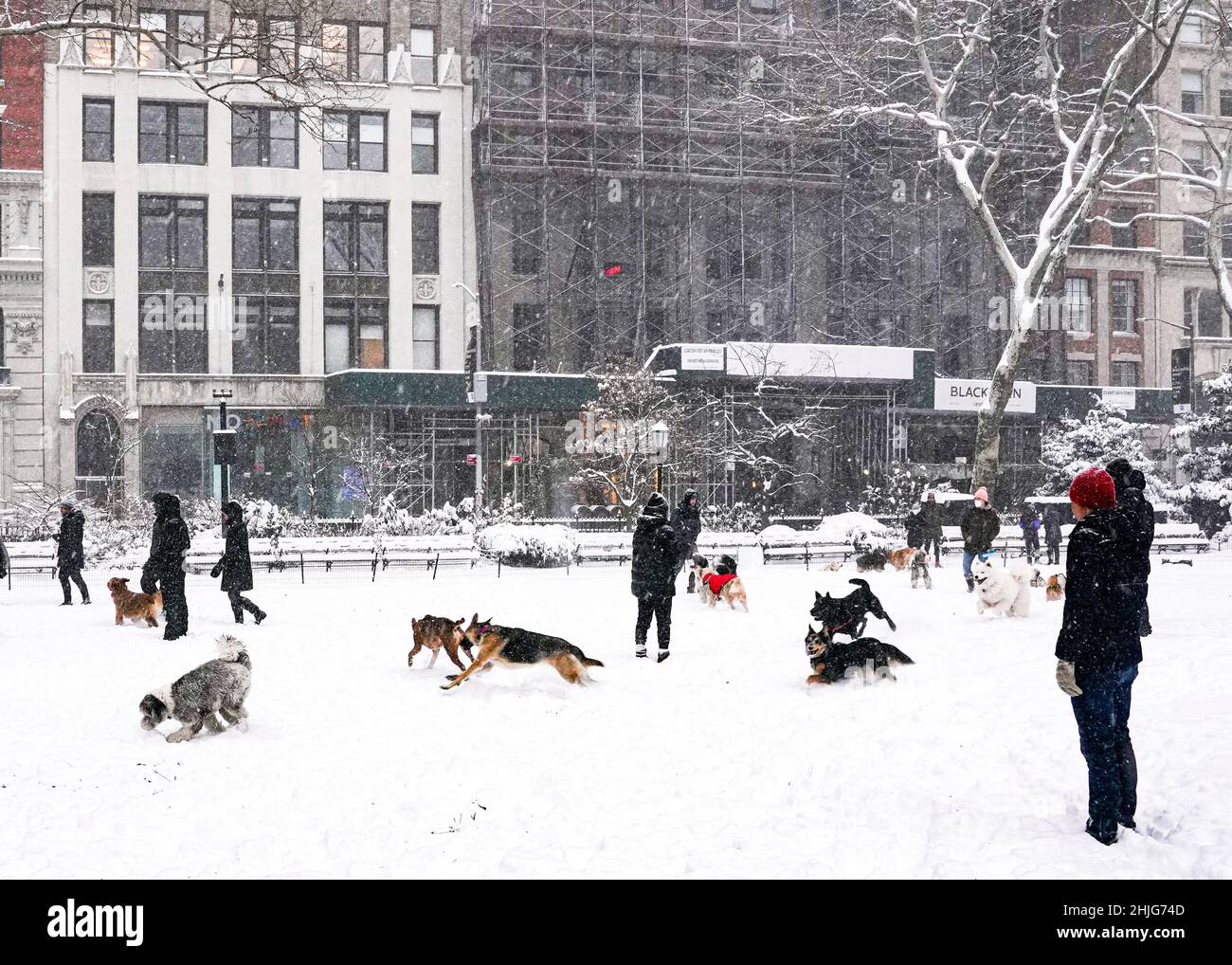 Dogs running, enjoying the snow in Madison Square Park, New York ...