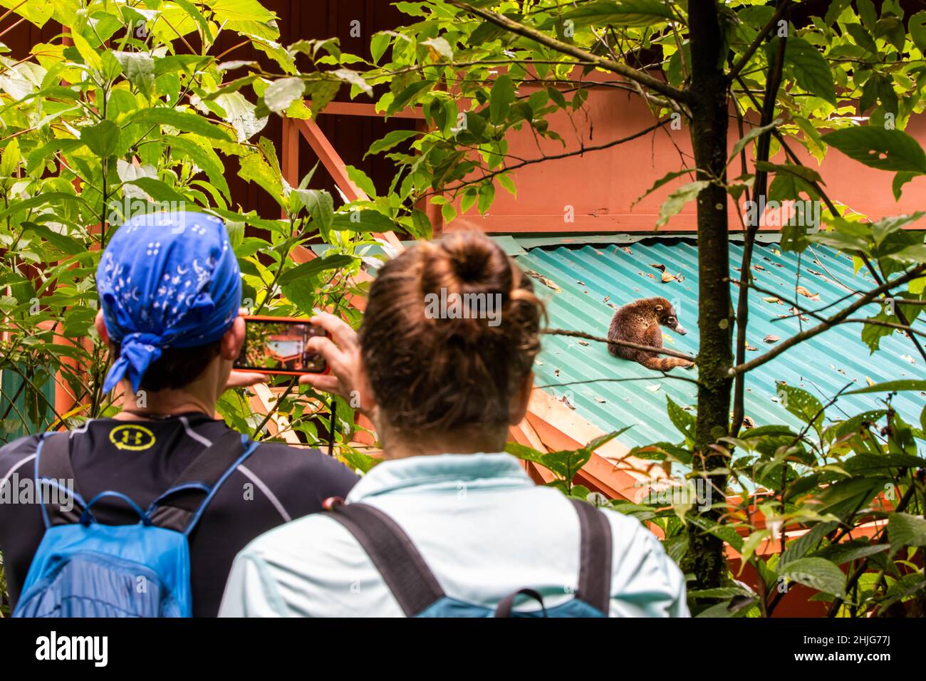 Coatis, also known as coatimundis, diurnal mammals native to South ...