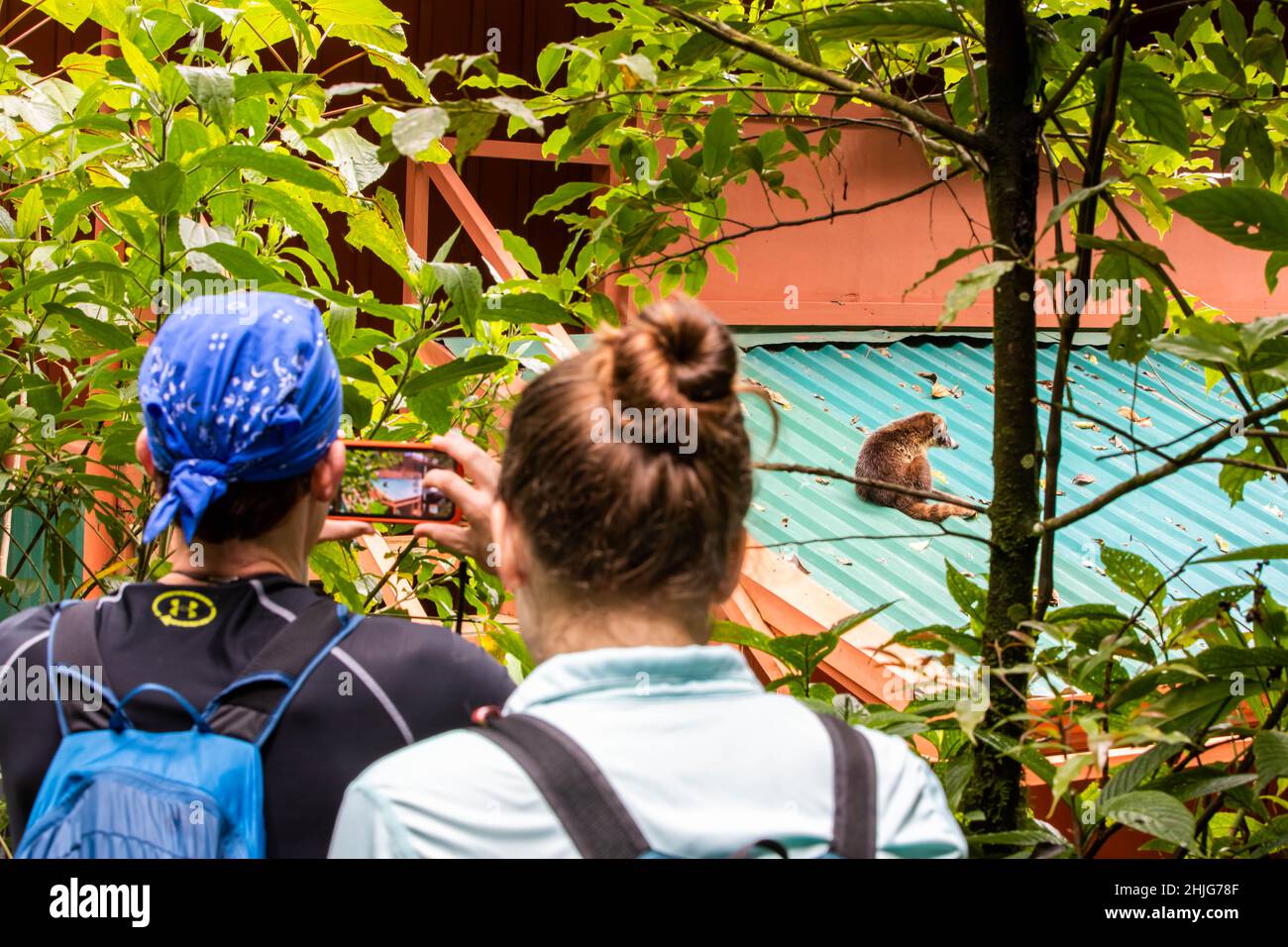 Coatis, also known as coatimundis, diurnal mammals native to South ...