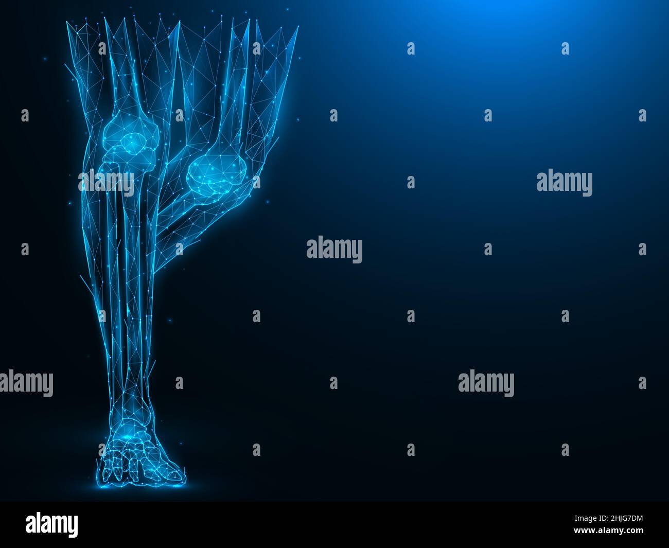 Polygonal vector illustration of human legs. Concept of the anatomical ...