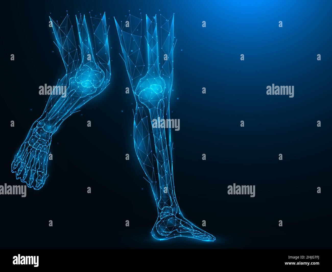 Polygonal vector illustration of human legs. Concept of the anatomical ...