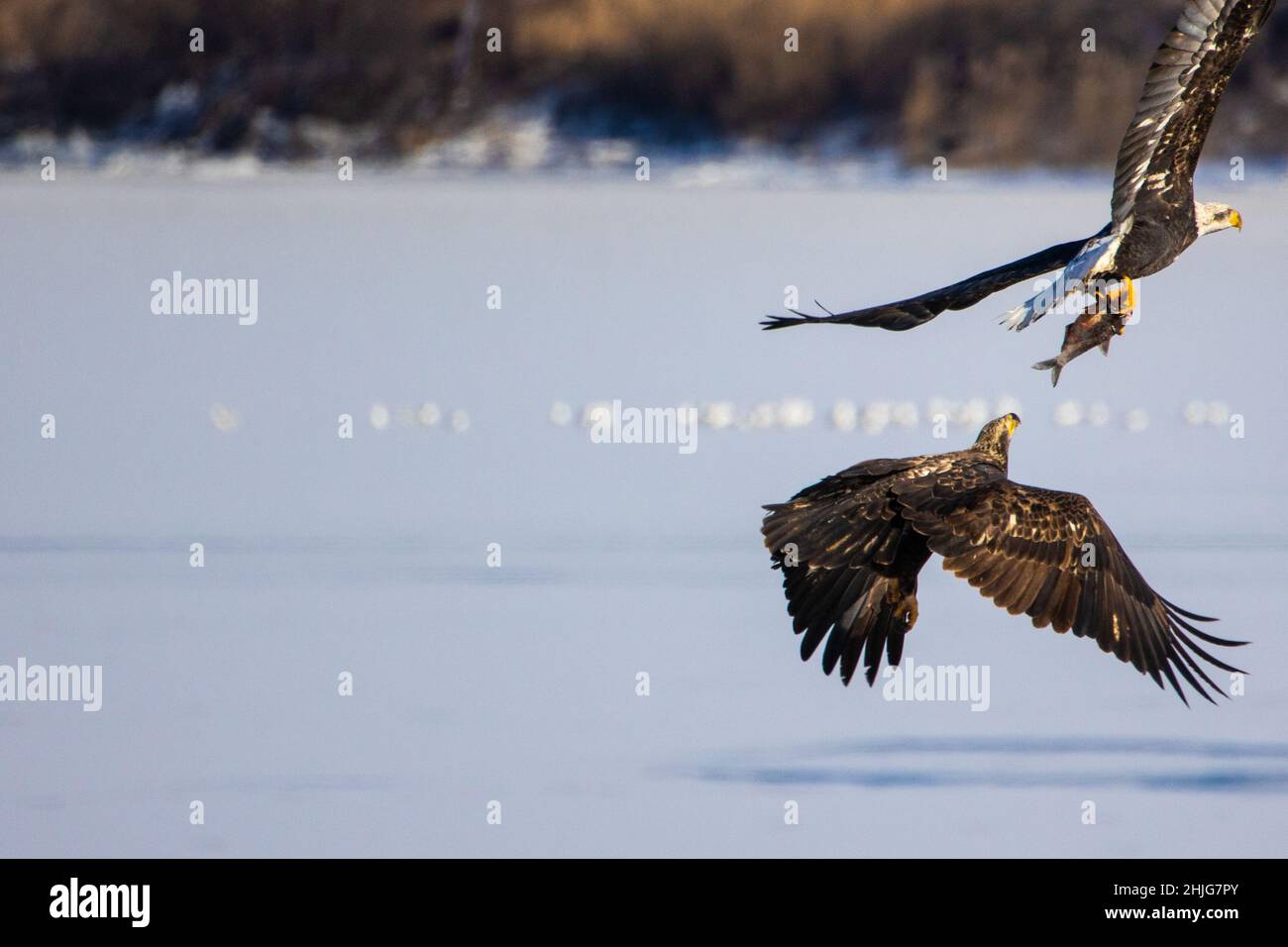 Closeup of an eagle in Onondaga Lake, Syracuse NY Stock Photo - Alamy