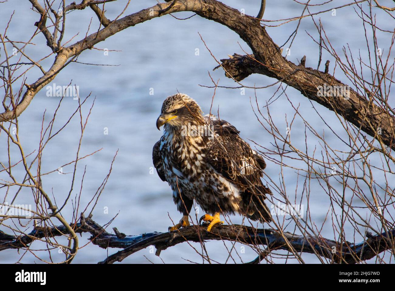 Closeup of an eagle in Onondaga Lake, Syracuse NY Stock Photo - Alamy
