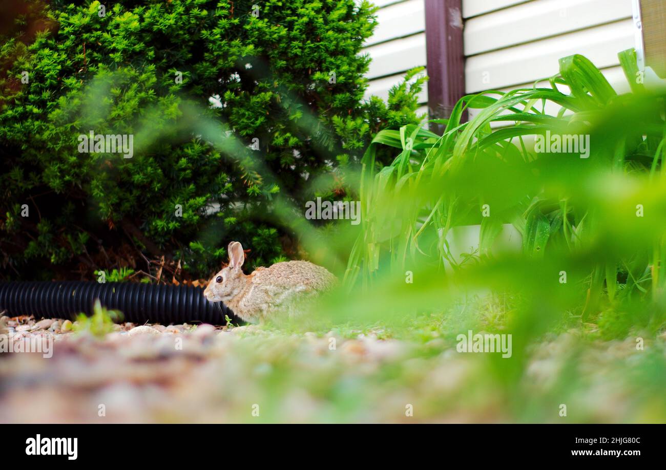 Selective rabbit in yard hi-res stock photography and images - Alamy