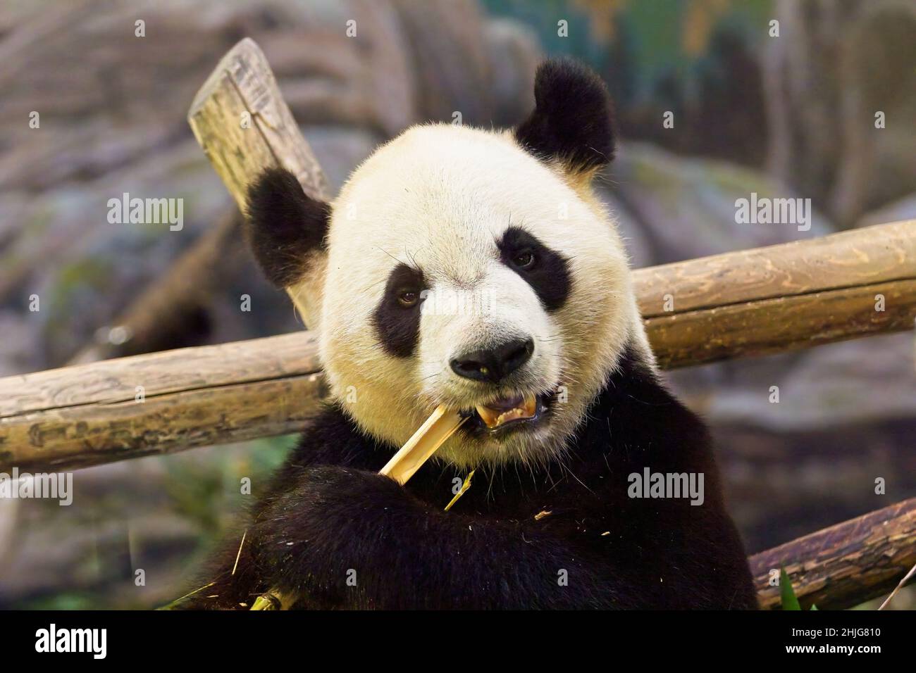 Panda eating stick hi-res stock photography and images - Alamy