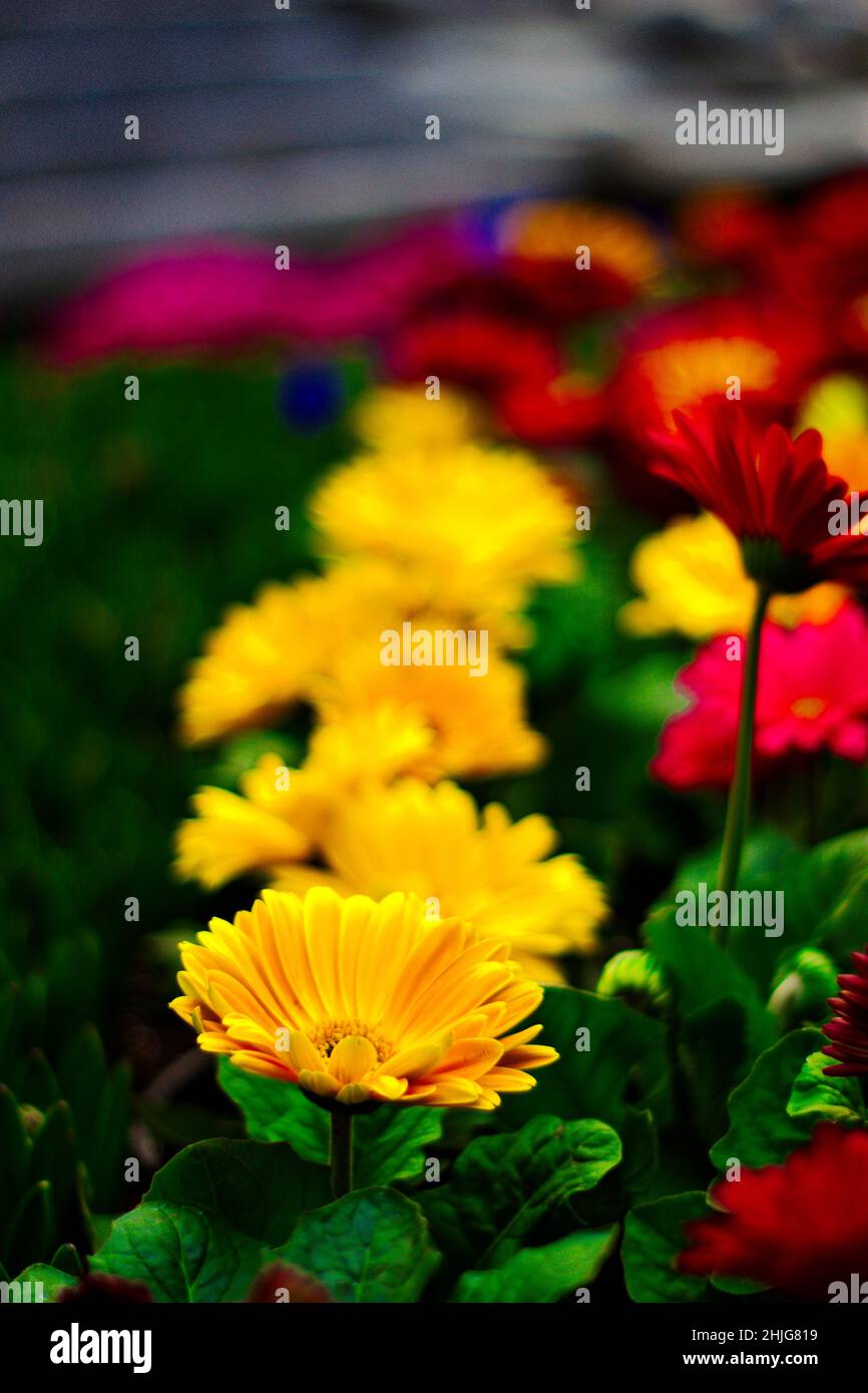 Vertical shot of colorful pot marigolds growing in a botanical garden ...