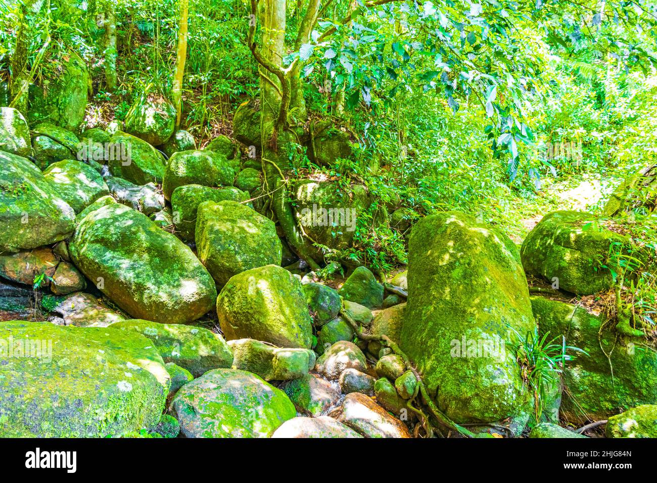 Tropical natural jungle forest with big rocks boulders and trees hiking ...