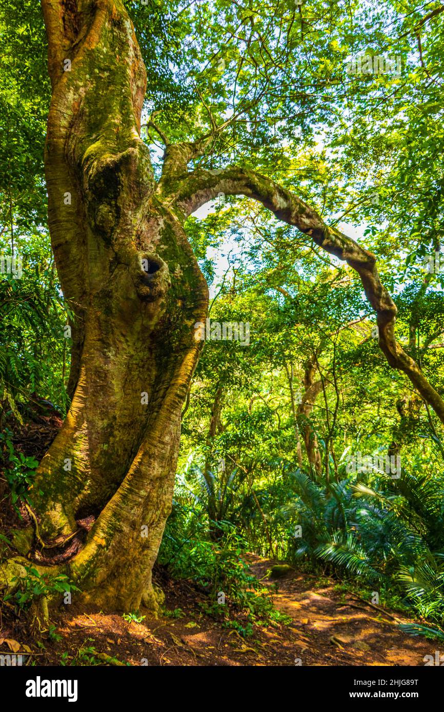 Tropical natural jungle forest with big trees hiking trail and path to ...