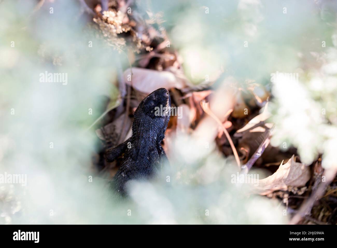 Black lizard peeks from beneath a hiding area on leafy ground Stock ...