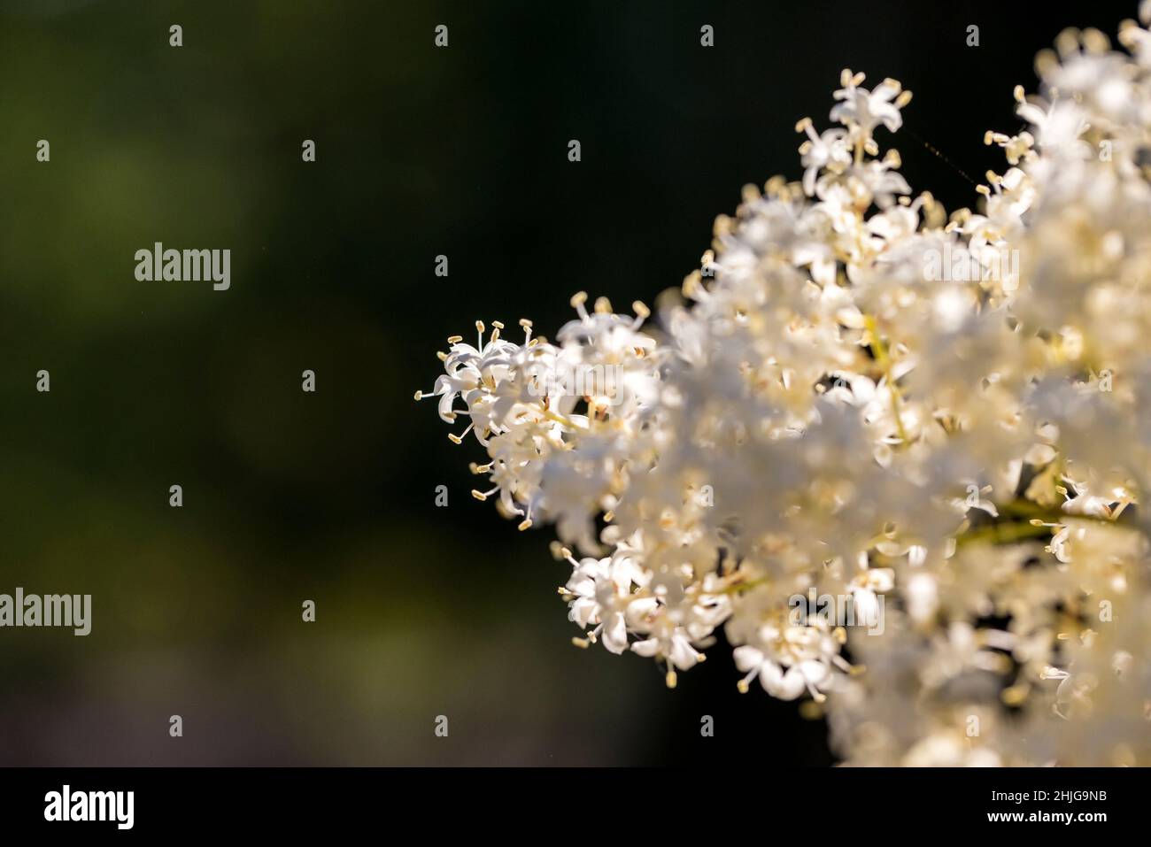 Delicate white clusters of flowers against a dark green background with ...