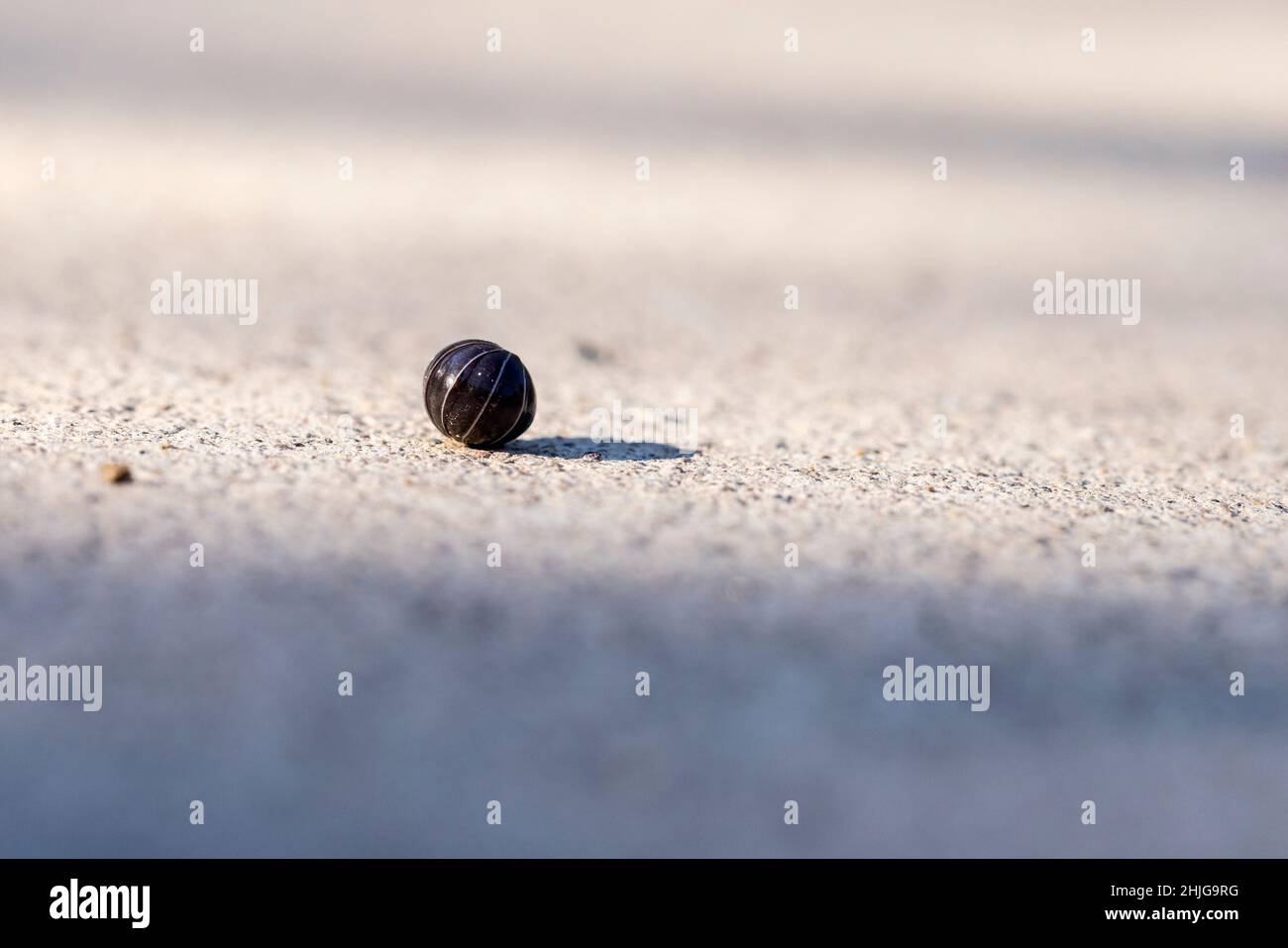 Isopod bug rolled into a ball for protection on an asphalt surface ...