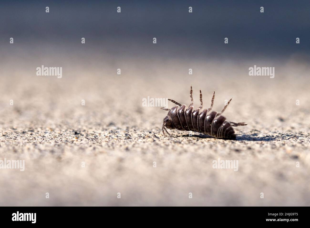 Isopod flails trying to flip itself over from an upside down position ...
