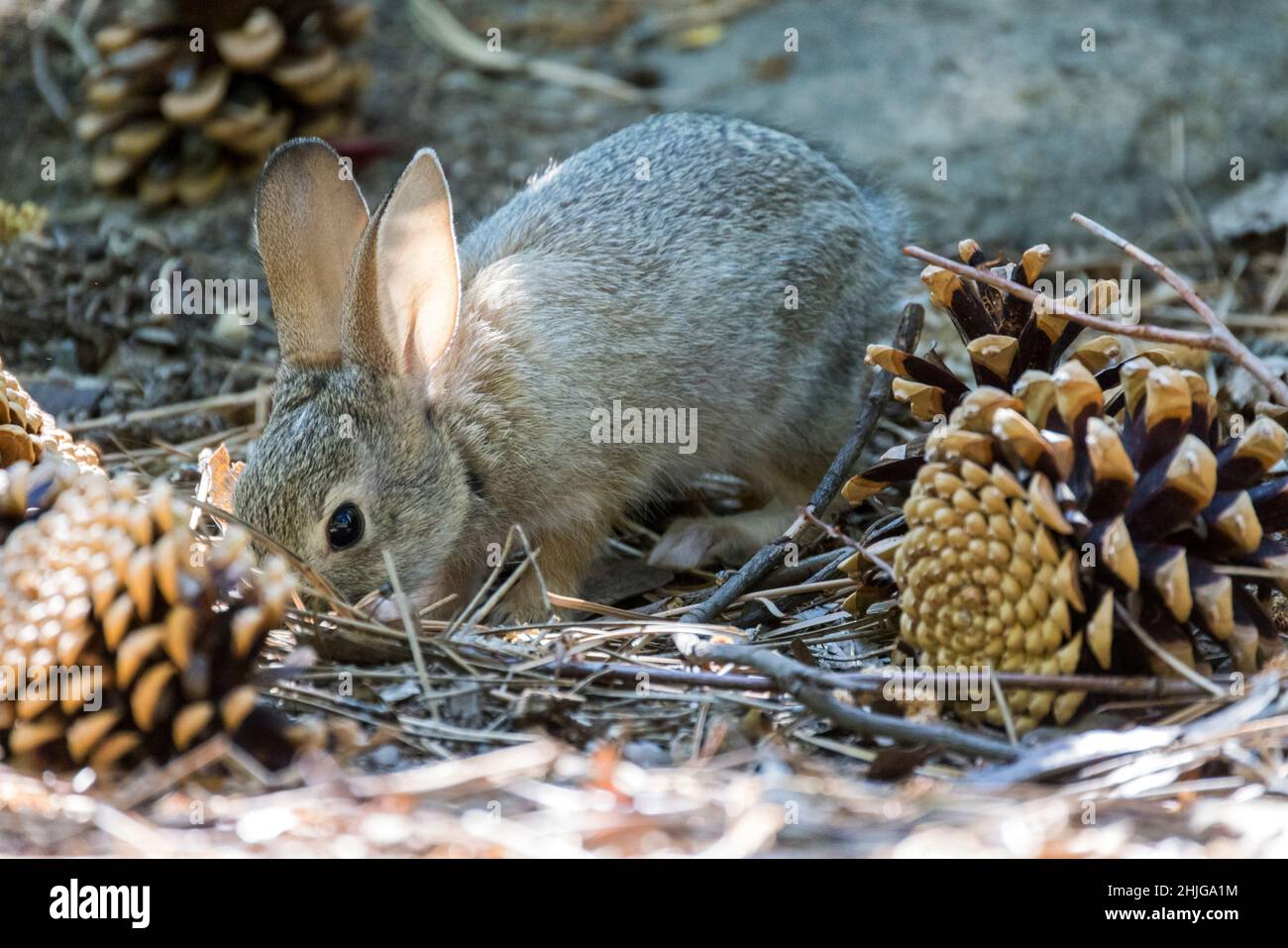 Baby rabbit browsing for food among rocks, pine cones and sticks Stock ...