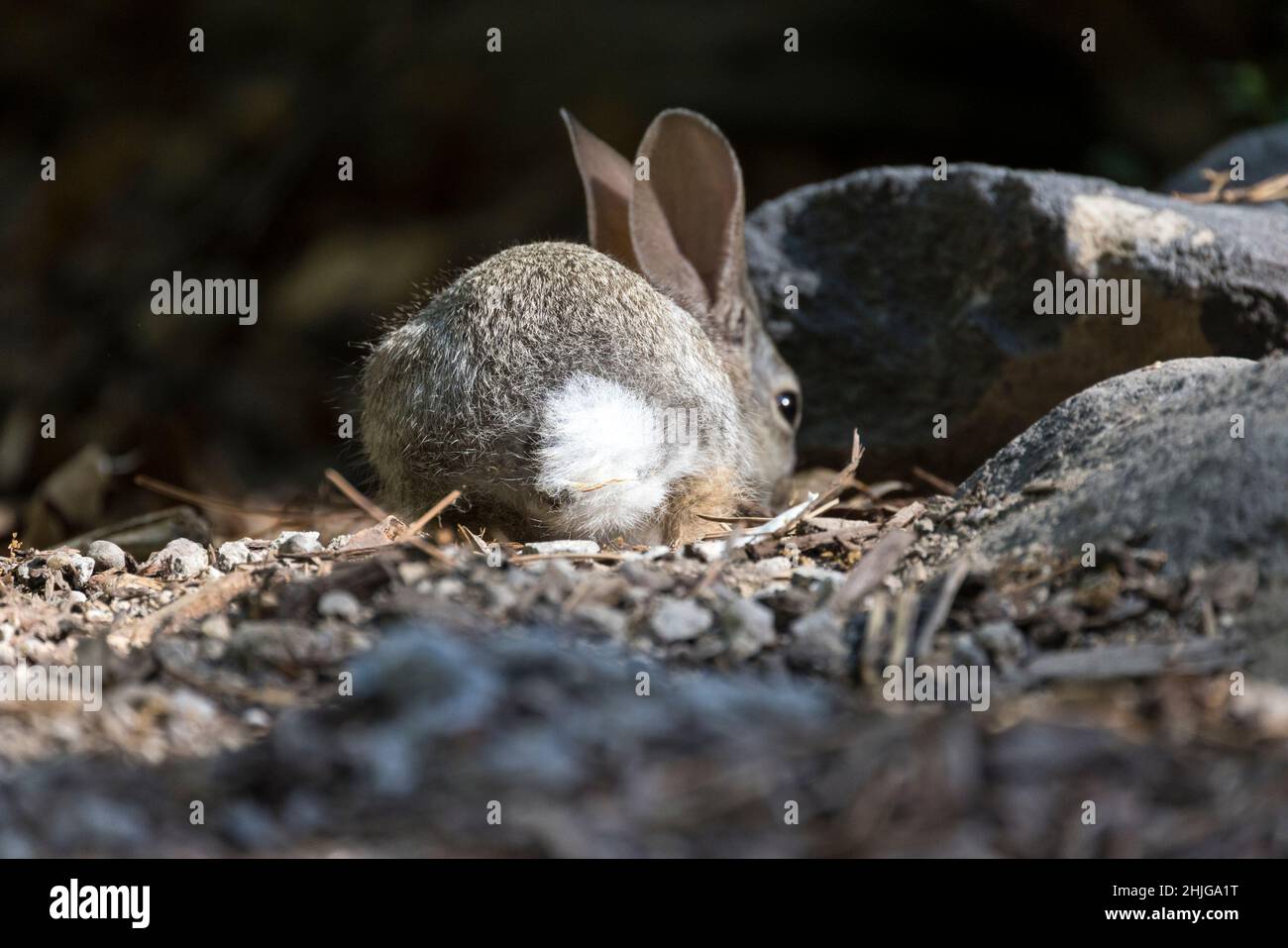 Fluffy cottontail bunny butt on a baby rabbit browsing for food among ...