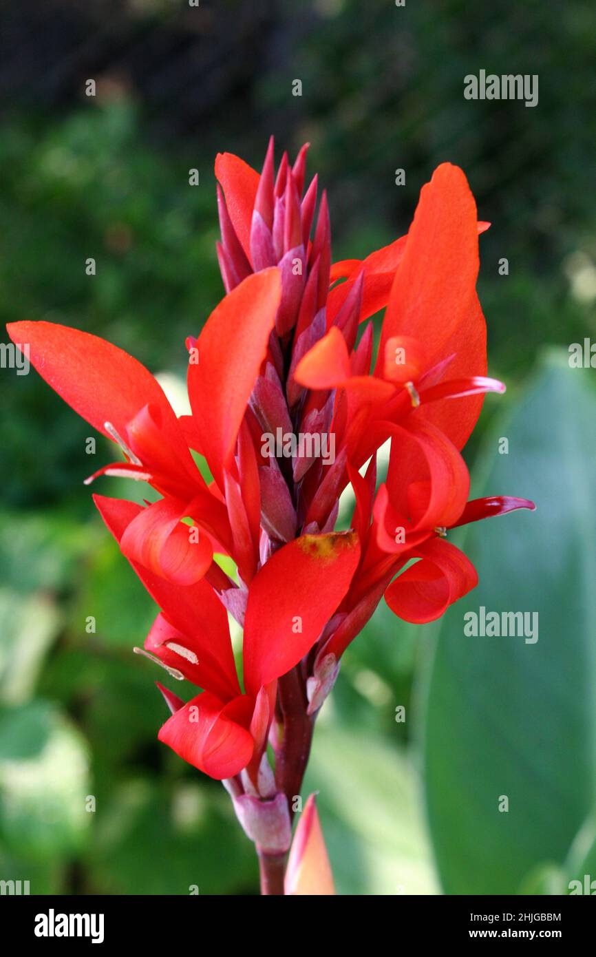 Bright red canna flowers in garden Stock Photo - Alamy