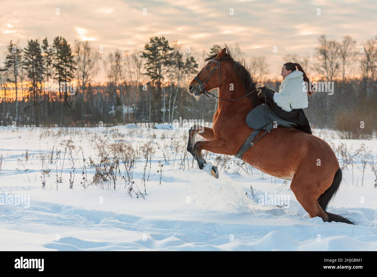 A girl in a white cloak rides a brown horse in winter. Golden hour ...