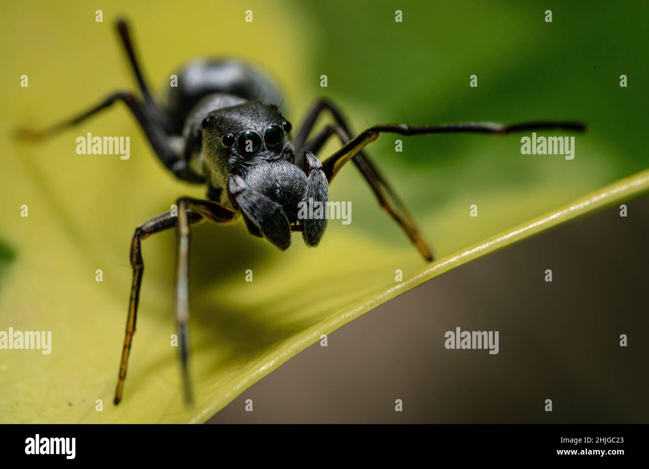 Macro shot of a spider Stock Photo - Alamy