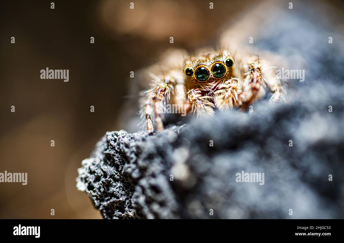 Macro shot of a spider Stock Photo - Alamy