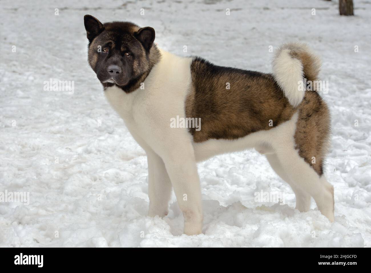 Akita in snow. Akita walks in the snow park Stock Photo - Alamy