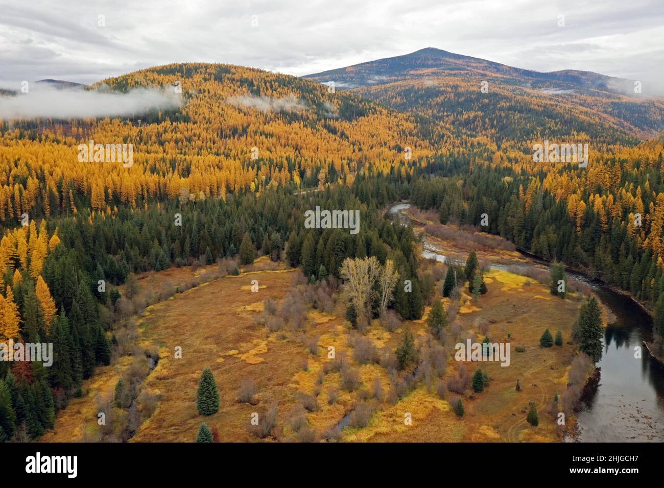 Western larch hi-res stock photography and images - Alamy