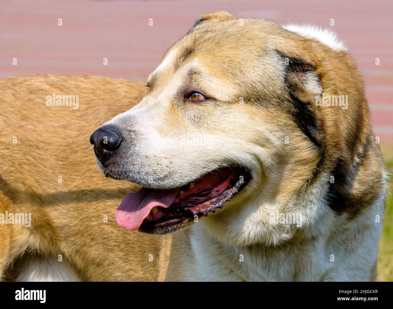 Alabai portrait. The Alabai portrait was made in park Stock Photo - Alamy