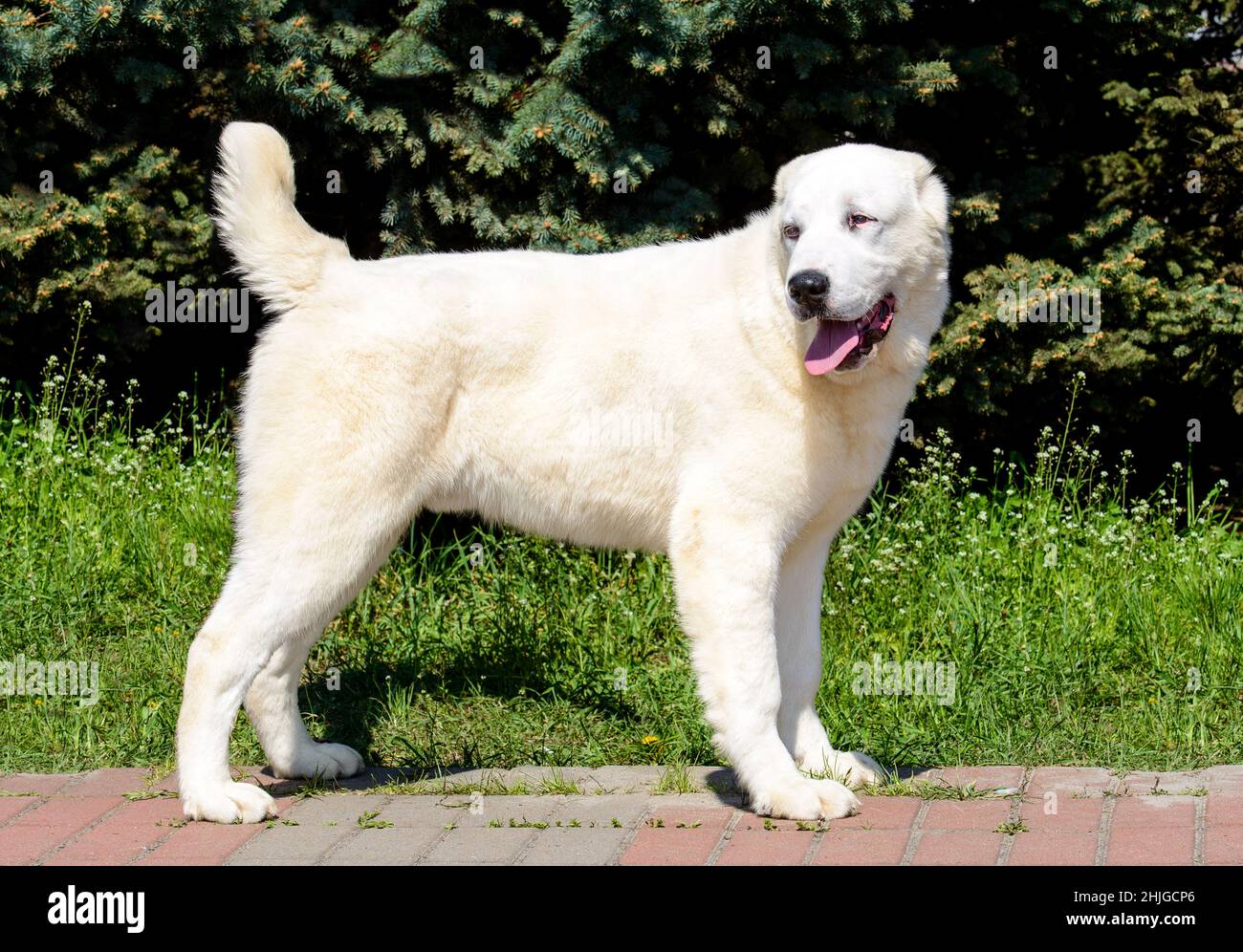 Central asian shepherd dog hi-res stock photography and images - Alamy
