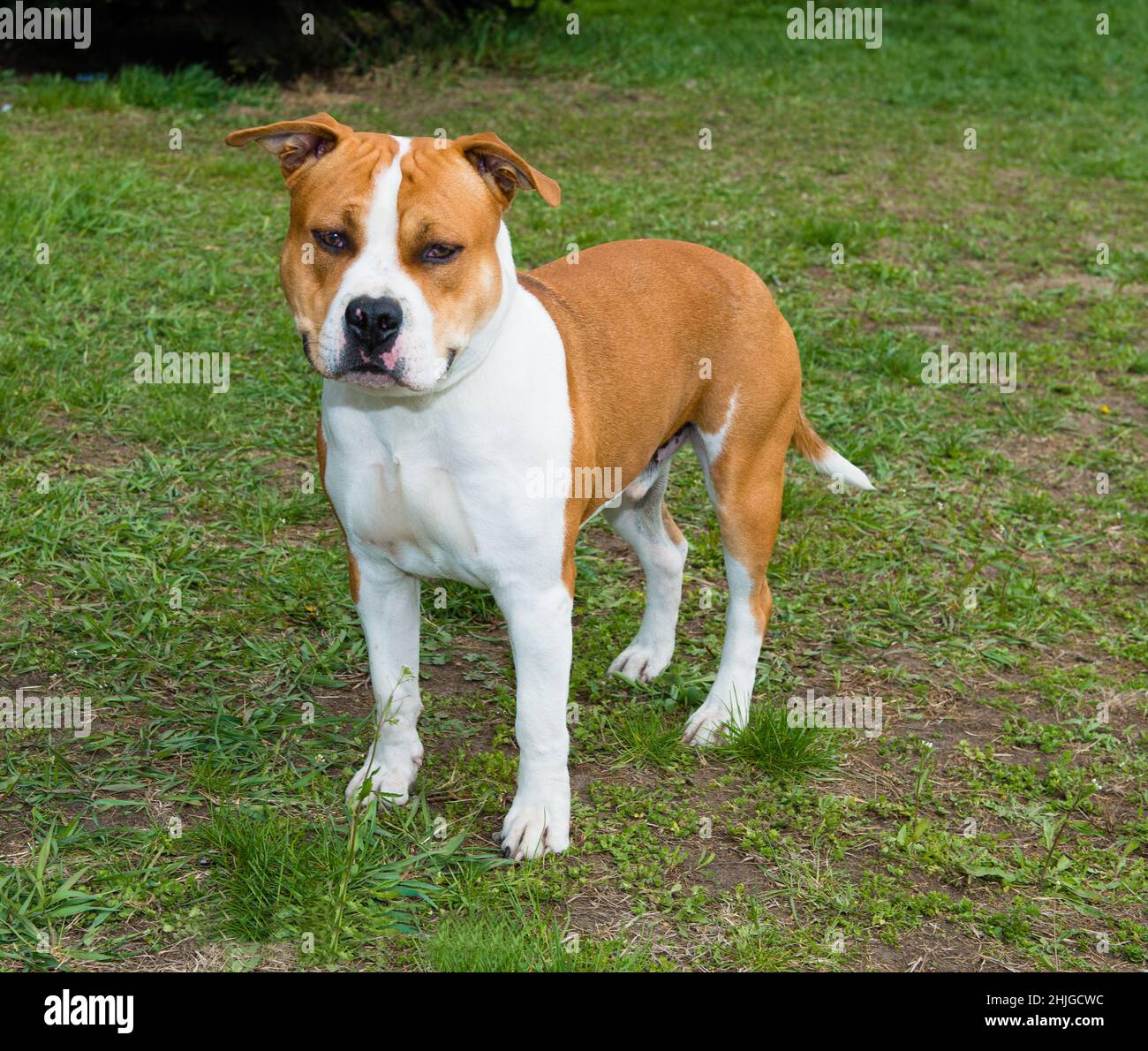 American Staffordshire Terrier right side. The American Staffordshire ...