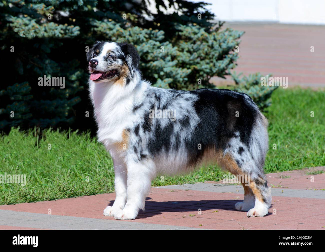 Australian Shepherd in profile. The Australian Shepherd stands in the ...