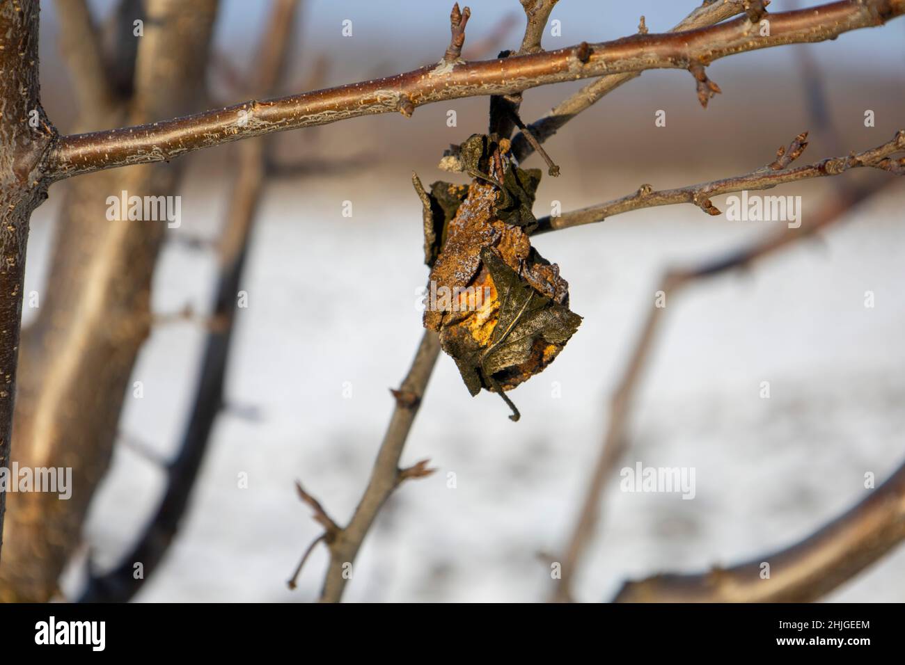Old rotten tree branches hi-res stock photography and images - Alamy