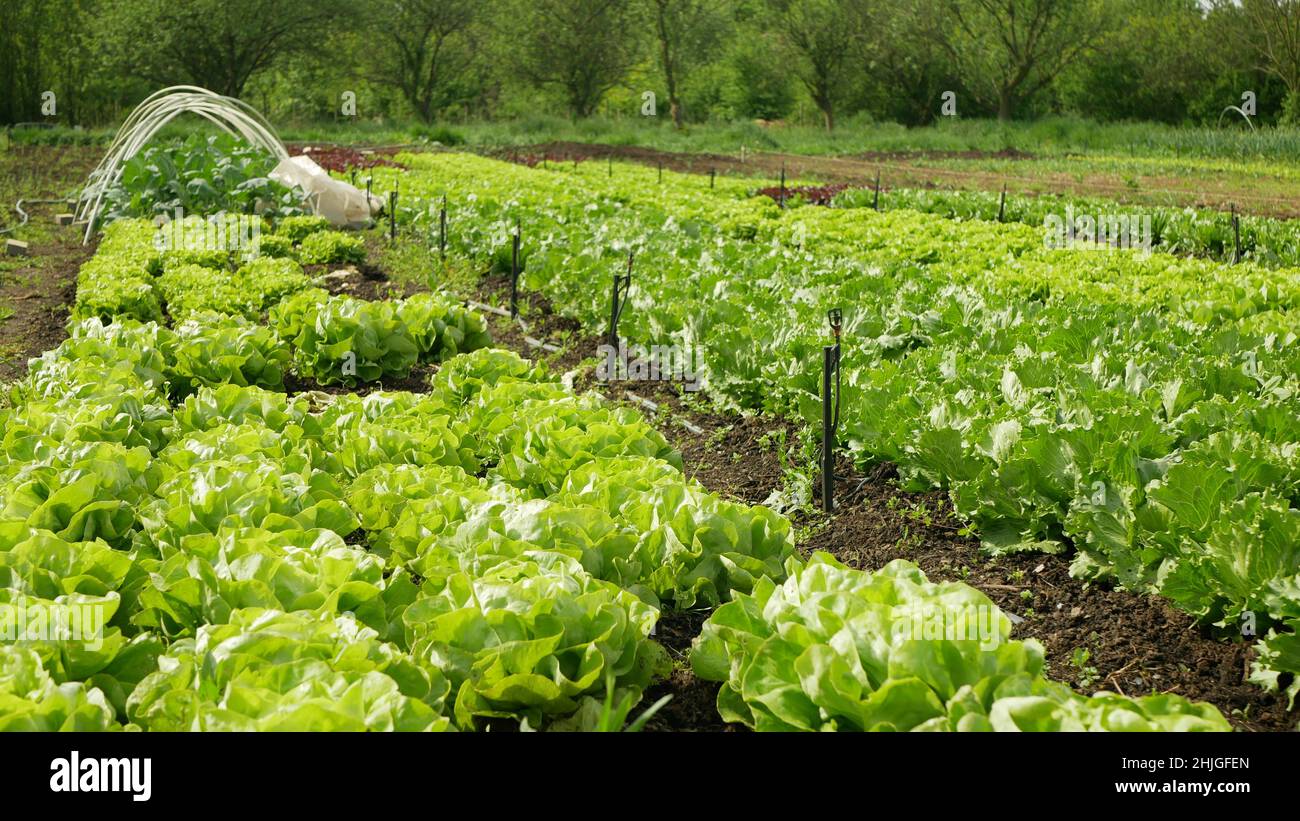 Bio farmer farming and agricultural farm garden fruit tree leaf green ...