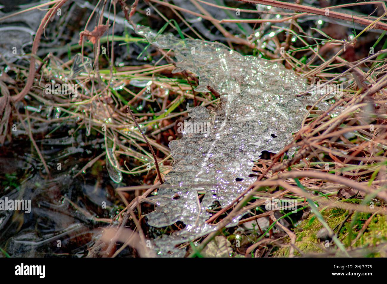 Closeup of wooden sticks on the ground Stock Photo - Alamy