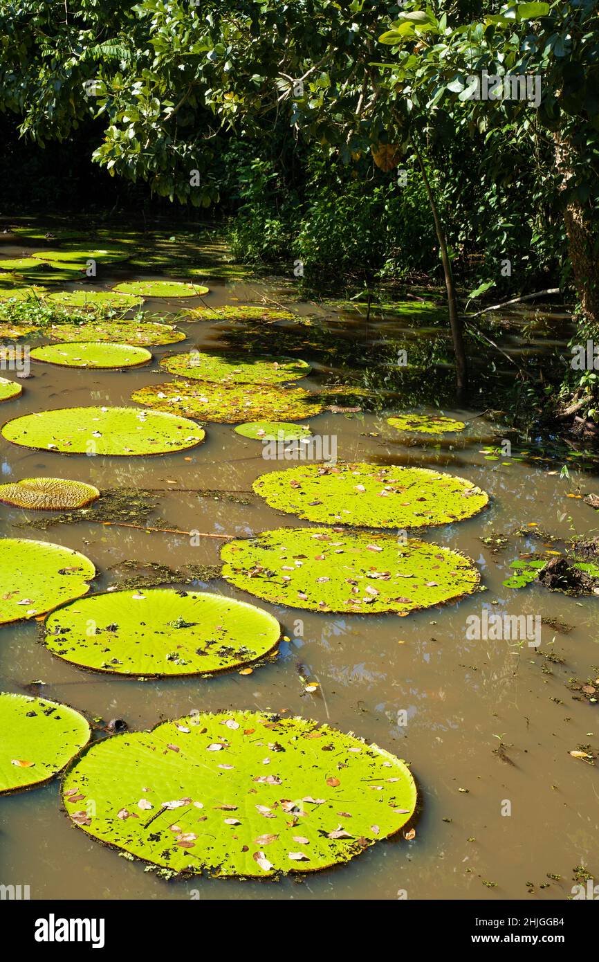 Lake victoria vegetation hi-res stock photography and images - Alamy