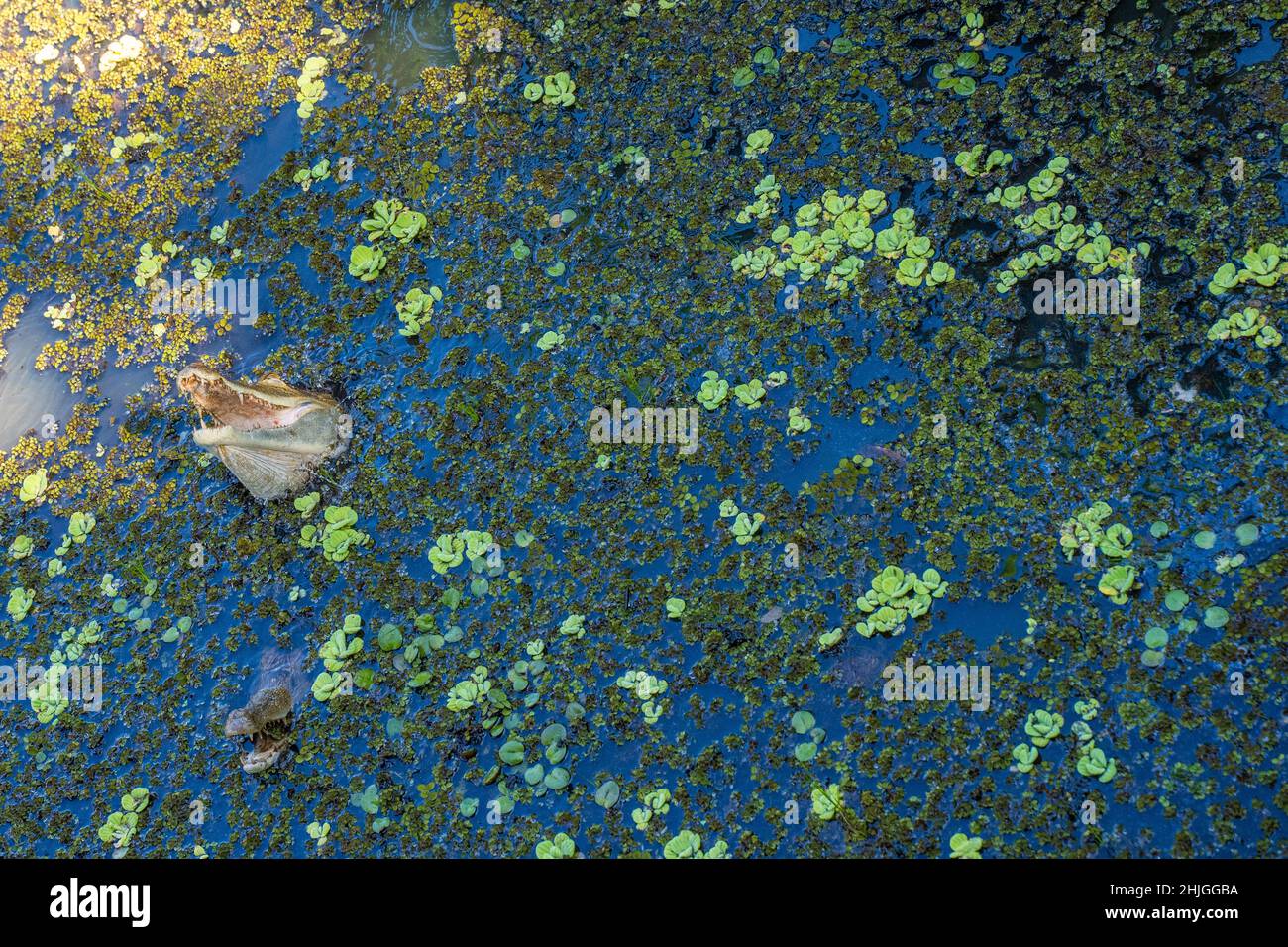 A caiman attack in a lagoon Stock Photo - Alamy