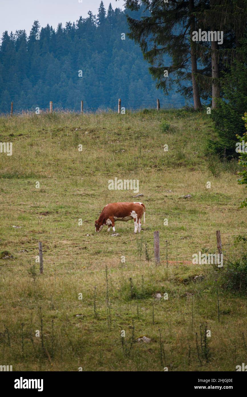 Brown cow gazing in a field Stock Photo - Alamy