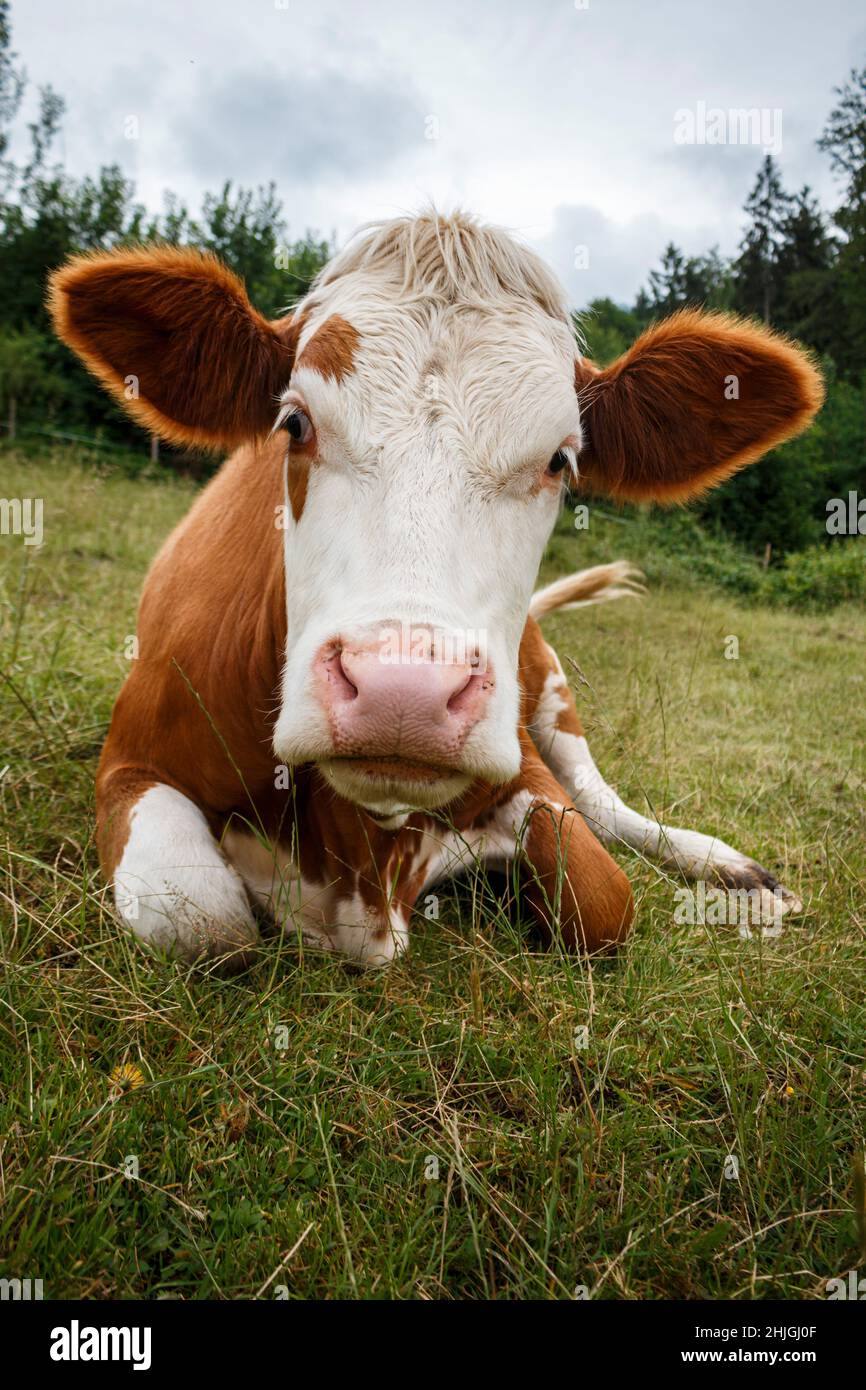 Cow chilling in front of trees Stock Photo - Alamy