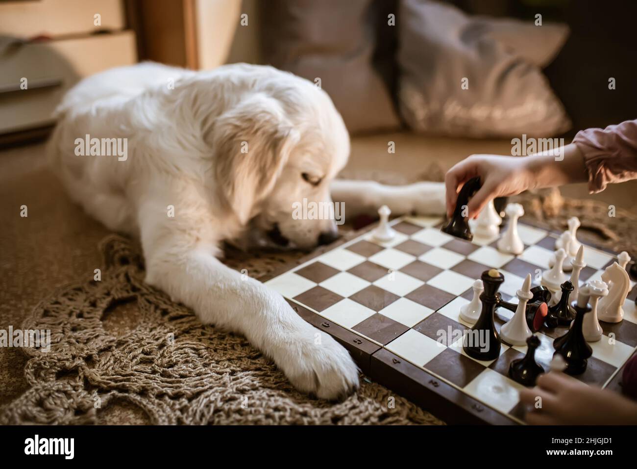 dog lies near the chessboard and watches how the hostess plays a chess ...